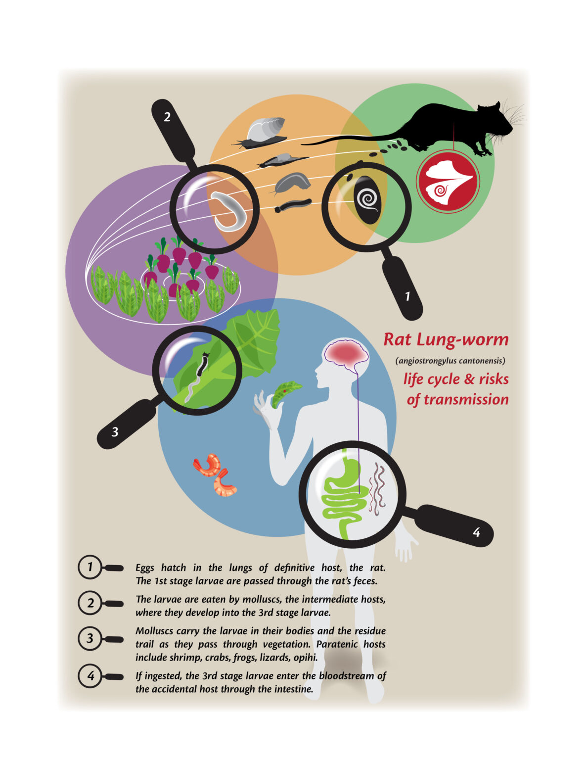For Patients – Rat Lungworm Disease Prevention